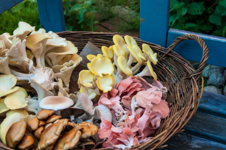 Die Wichtigsten Infos Über Den Edelpilz – LEKPU